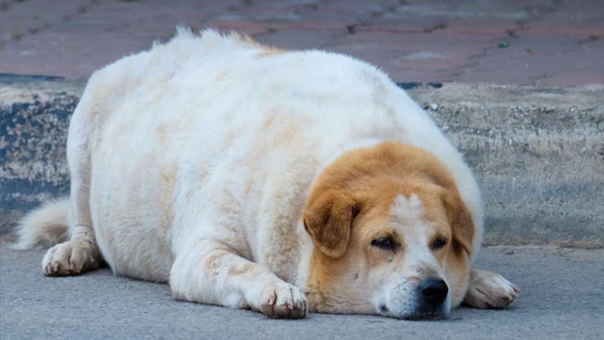 8. Oktober - Nationaler Tag zur Aufklärung über Fettleibigkeit bei ...