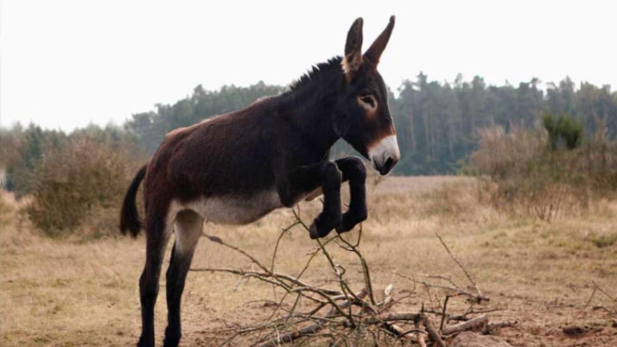 8. Mai - Internationaler Tag des Esels