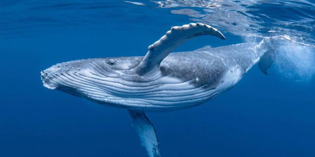 15. Februar - Welt-Wal-Tag